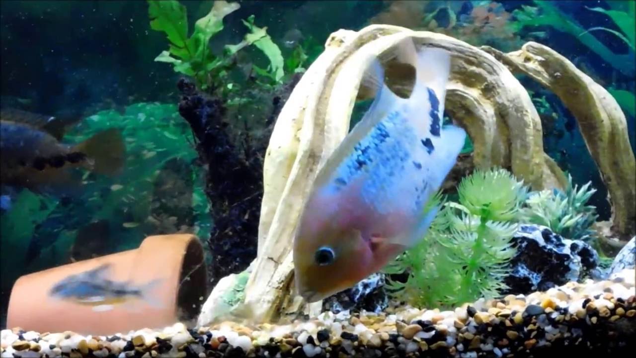 Vieja Synuspilum (Redhead Cichlid, Quetzal Cichlid, Firehead Cichlid ...