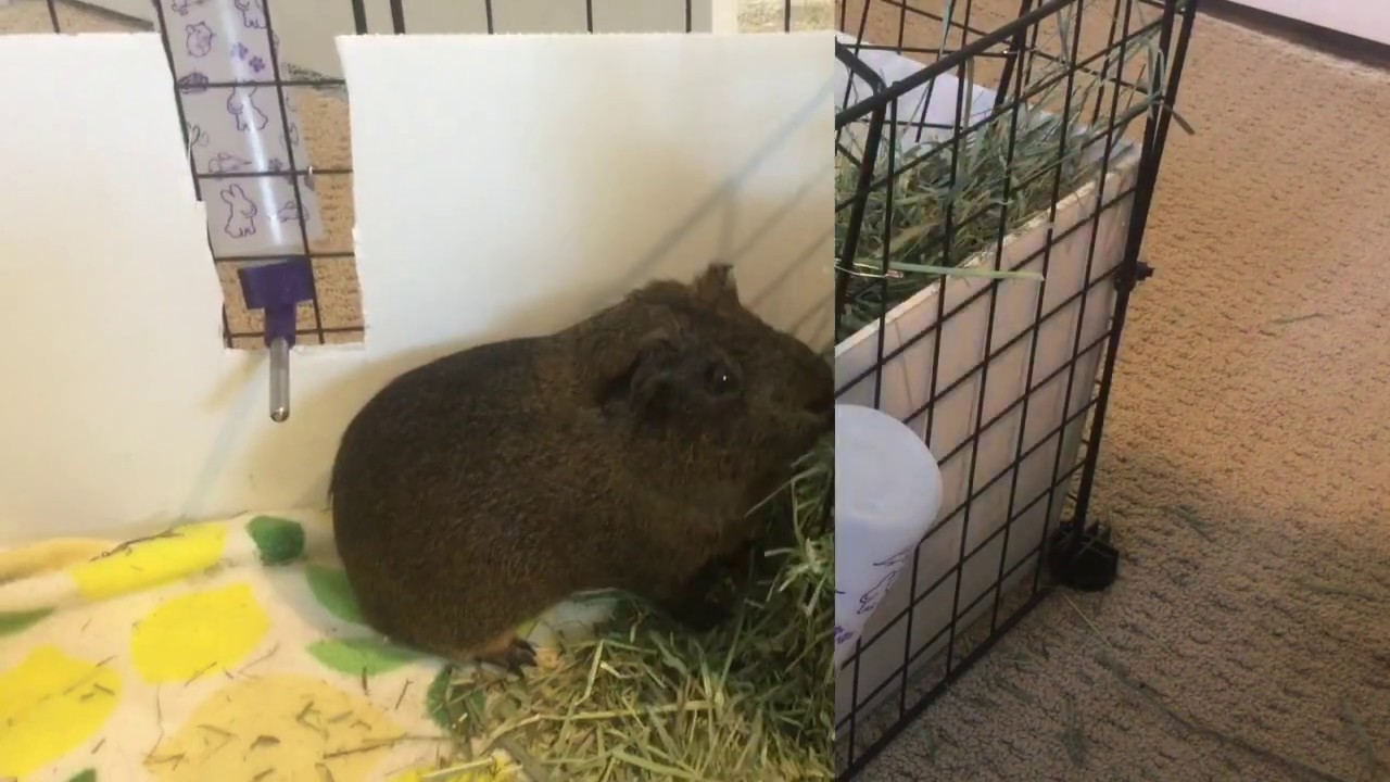 My Morning Guinea Pig Daily Routine - YouTube