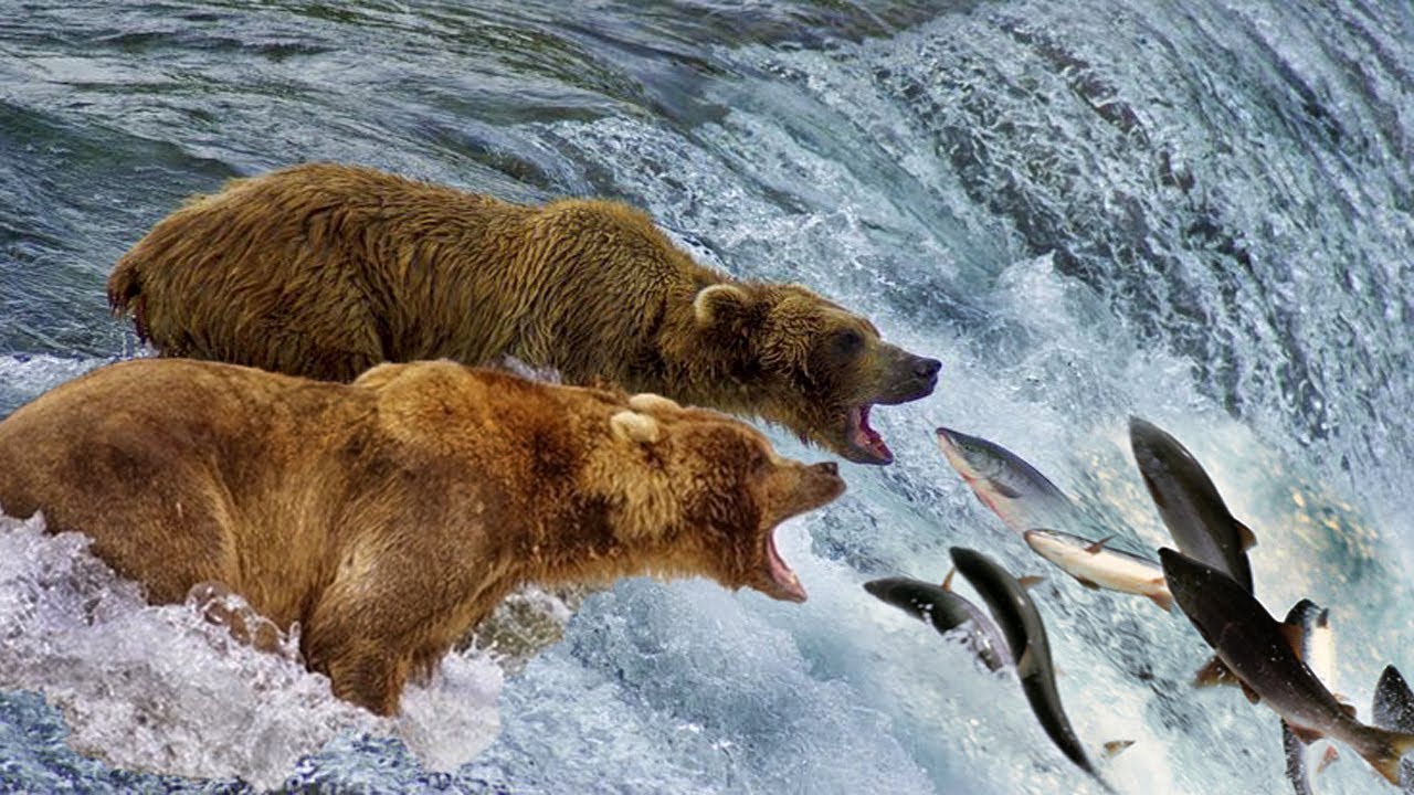 Beauty Nature & Wild - Bear catching salmon in waterfall | Wild Animals 2018 - YouTube