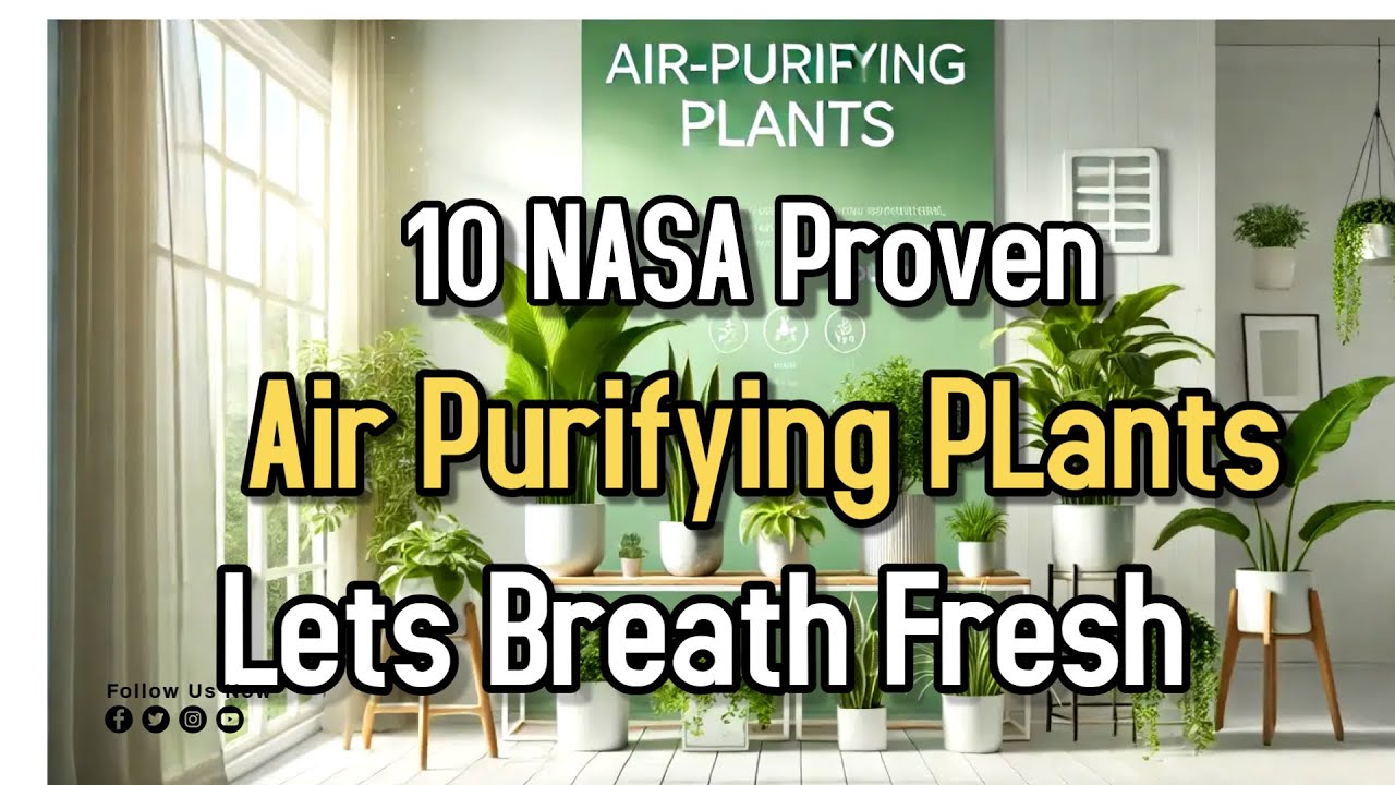 10 Air Purifying Plants for Bedroom (NASA Certified) For A Healthy ...