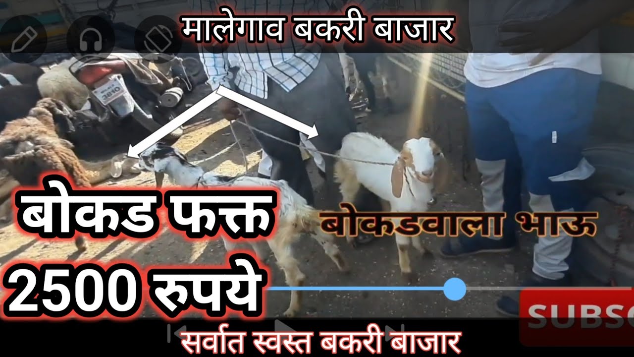 bokad palan : बोकड पालन : goat market : bokad palan vyavsay - YouTube