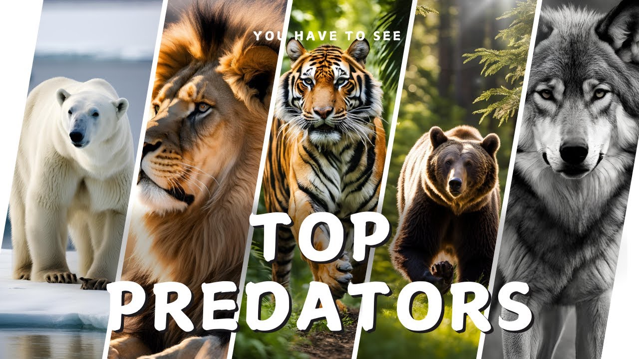 Top 5 Apex Predators - YouTube