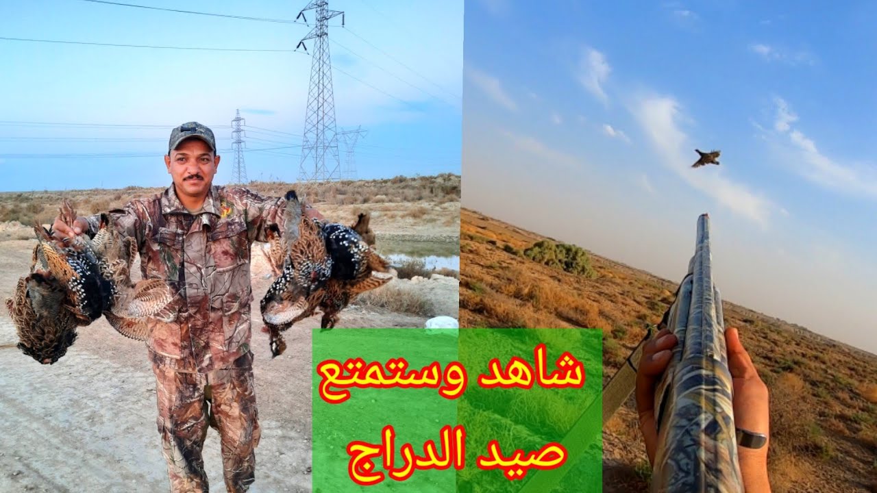 Pheasant hunting in Iraqصيد الدراج شاهد وستمتع - YouTube