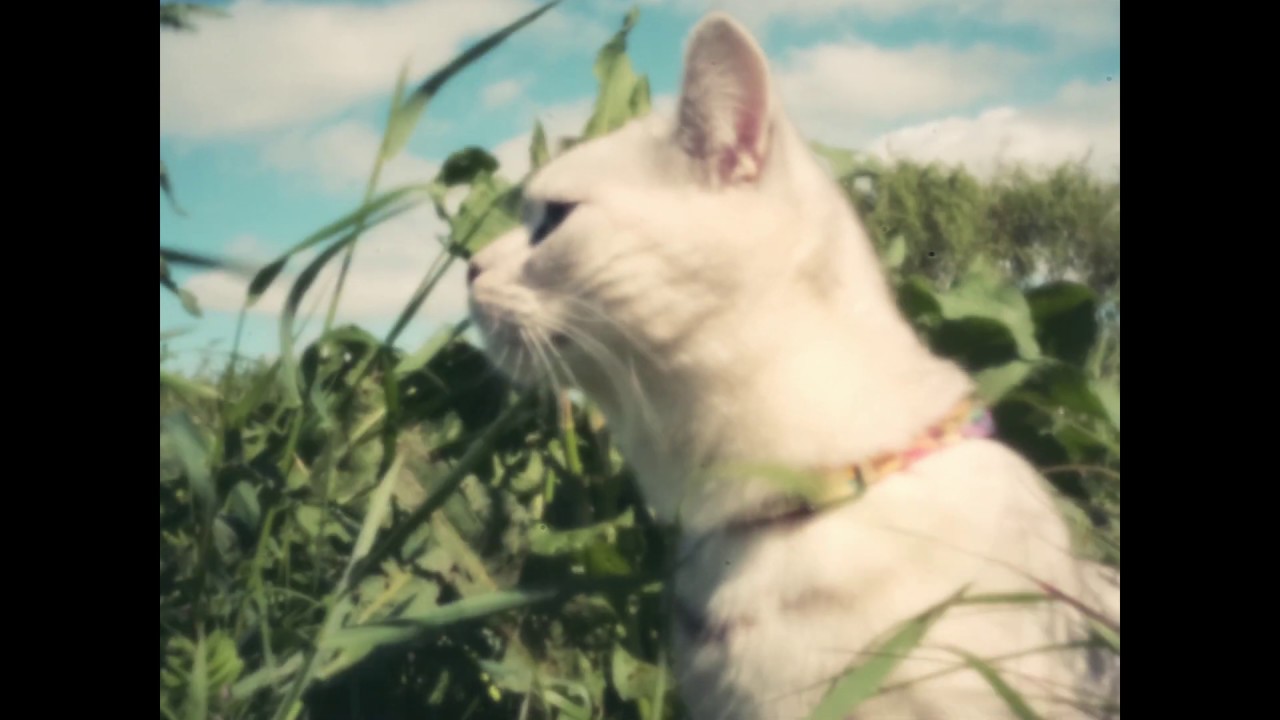 핀홀렌즈 촬영-산책냥 / pinhole lens 4K video - YouTube