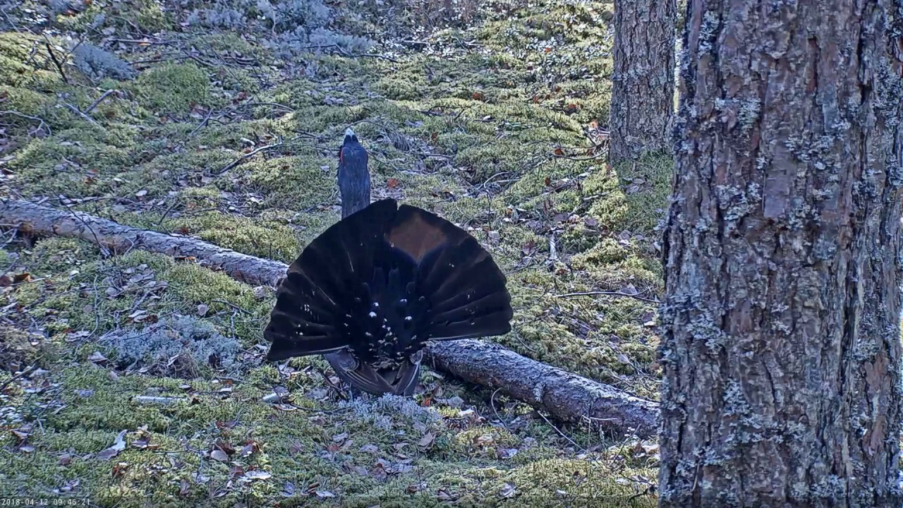 metsis 2018-04-12 09:42 - YouTube