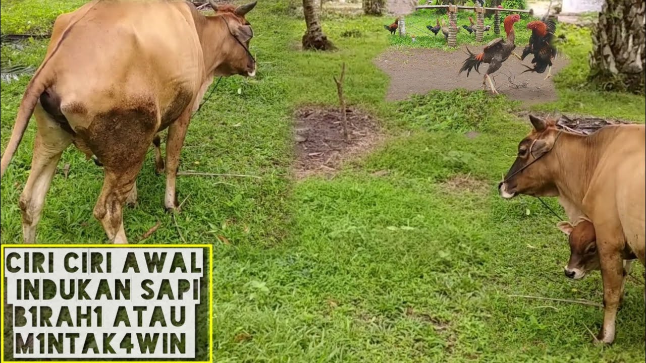 ciri ciri sapi memasuki masa b1rahi atau m1ntak4win.!! - YouTube