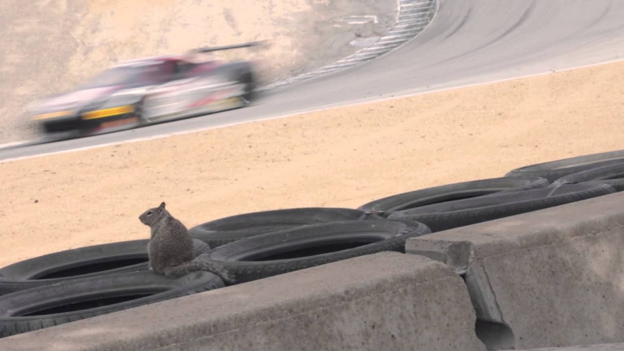 Squirrel enjoys Ferrari racing at Mazda Raceway - YouTube