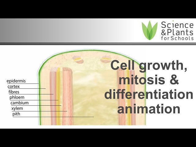Mitosis Plant Cell Plant Cell Mitosis Cut Out Stock Images & Pictures