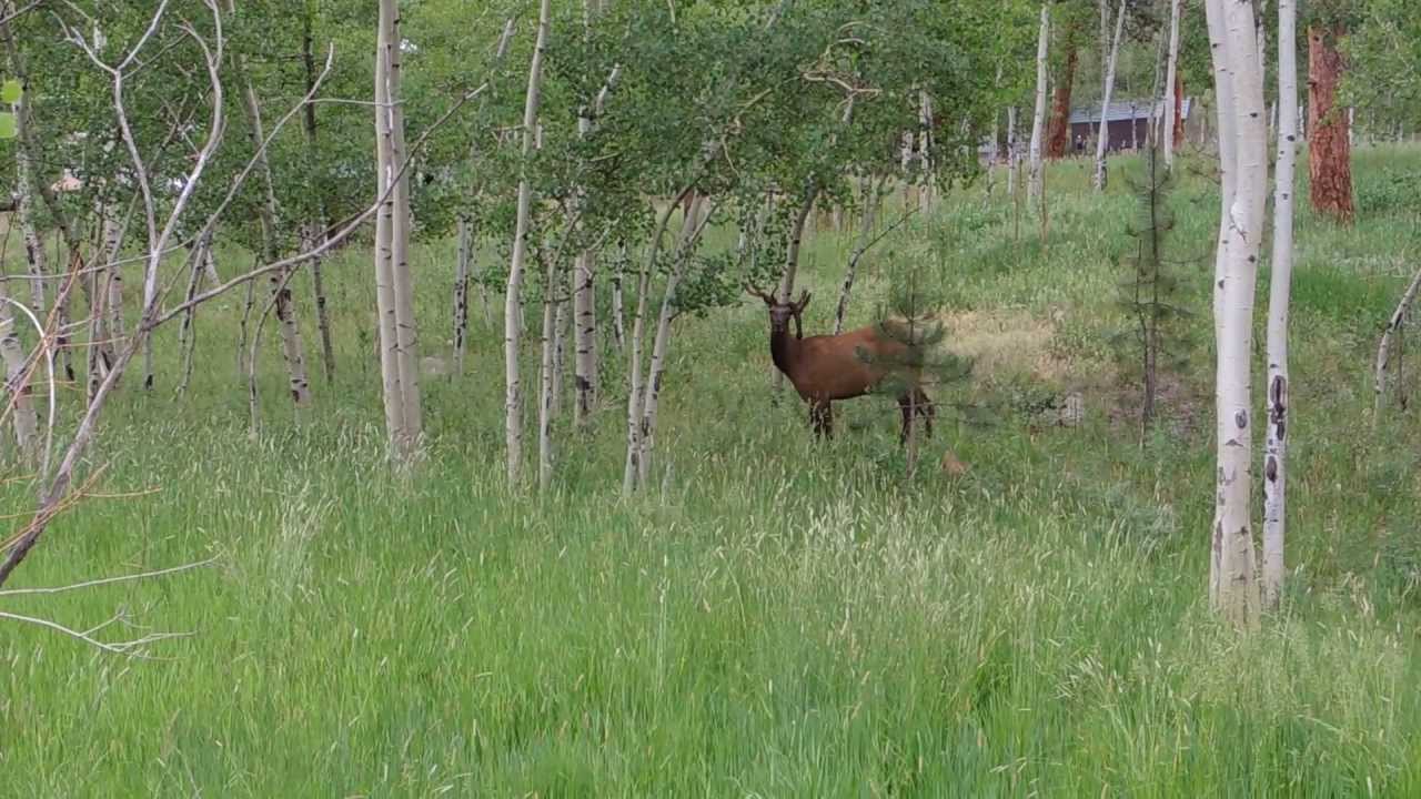 Visit From a Young Bull Elk With Deformed Antler - Conifer, CO 06/30/13 ...