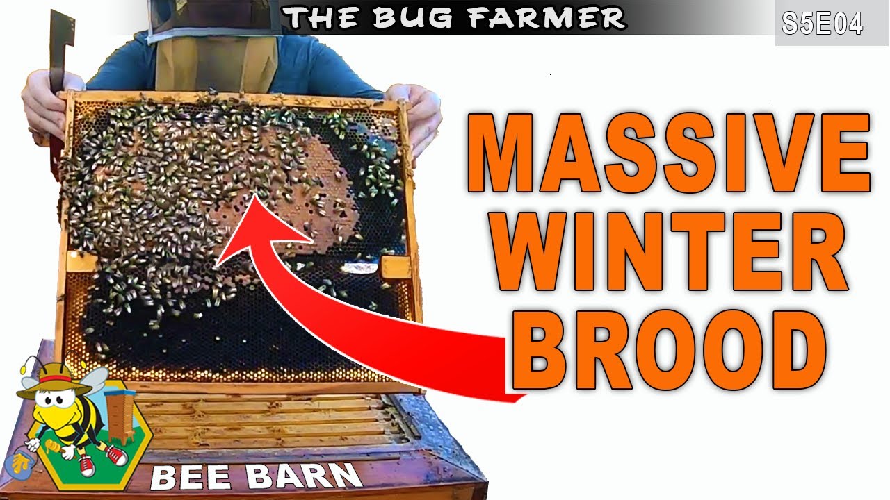MASSIVE WINTER BROOD & SPECIAL GUEST. | Bee Barn Beekeeping #beekeeping ...