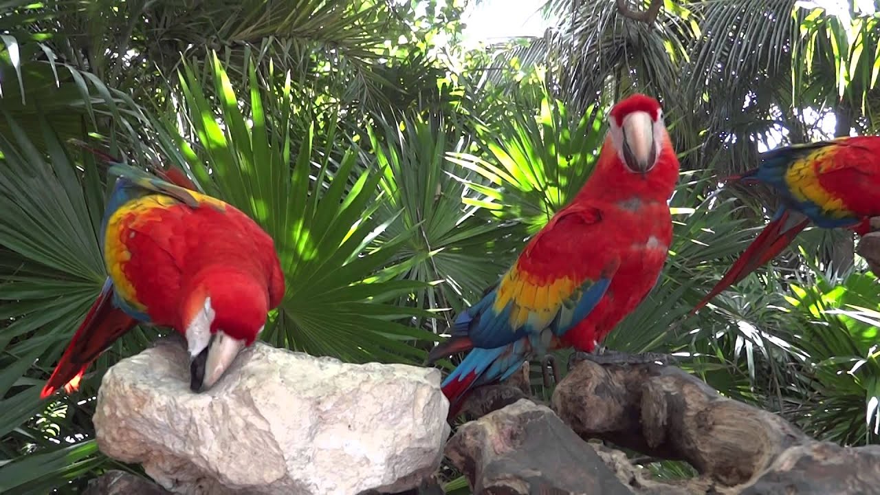 Xcaret Scarlet Macaws, Cancun Mexico 2014 - YouTube