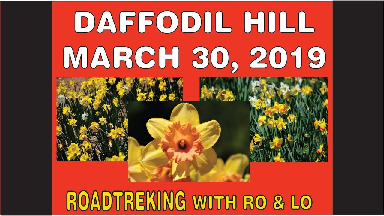 Daffodil Hill, Volcano CA March 30, 2019 - YouTube