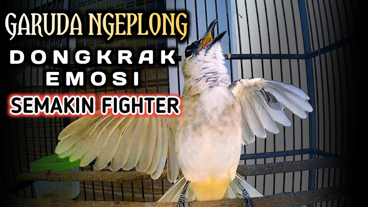 Trucukan gacor Garuda ngeplong, pancingan trucuk bahan dongkrak emosi ...