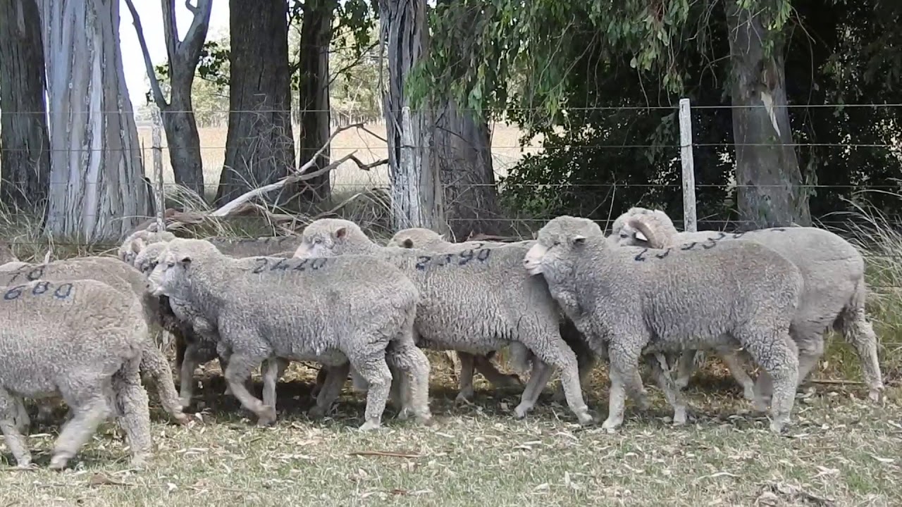 Oferta Remate Merino Australiano - YouTube