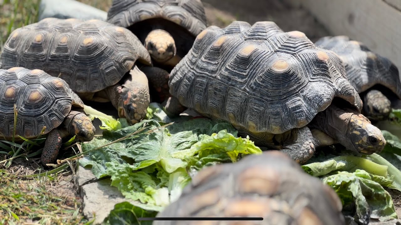 Up close with TORTOISES! - YouTube