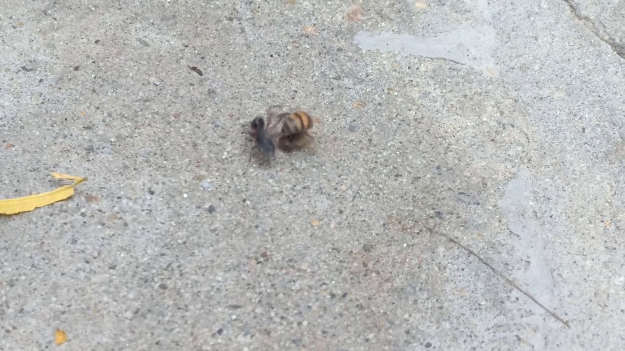 Bee fight - YouTube