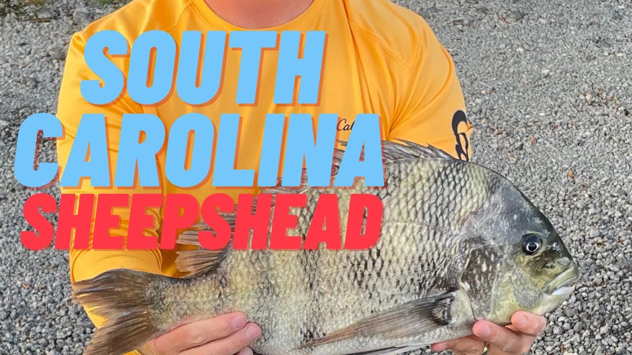 Nonstop South Carolina Sheepshead Action - YouTube