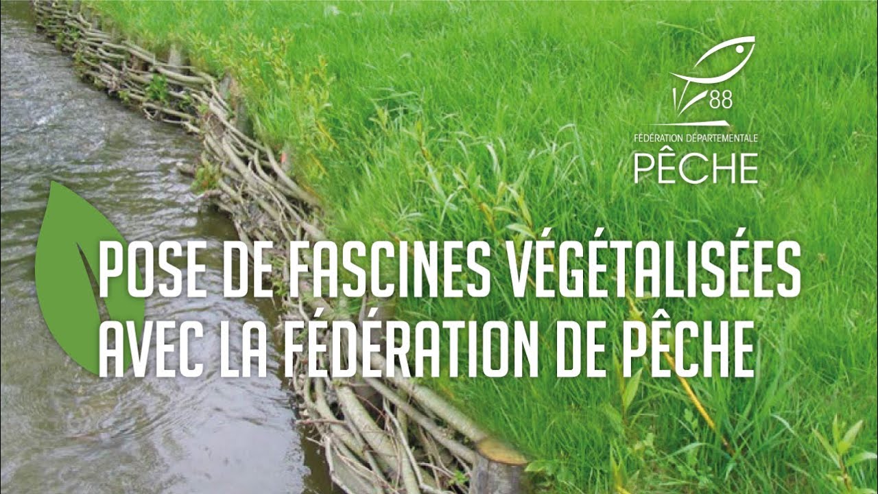 Pose de fascines végétalisées avec la Fédération de pêche - YouTube