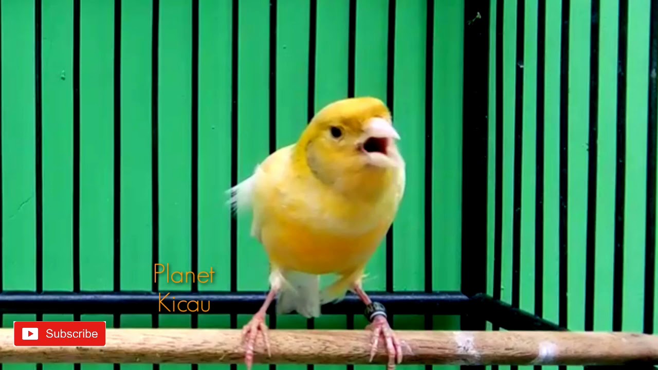 GOOD CANARIES MAWUR - YouTube
