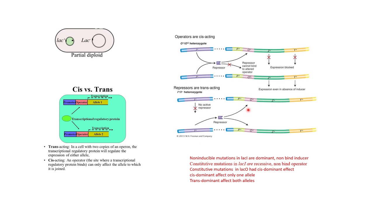 cis trans mutaciones operon Lac biología molecular biology - YouTube