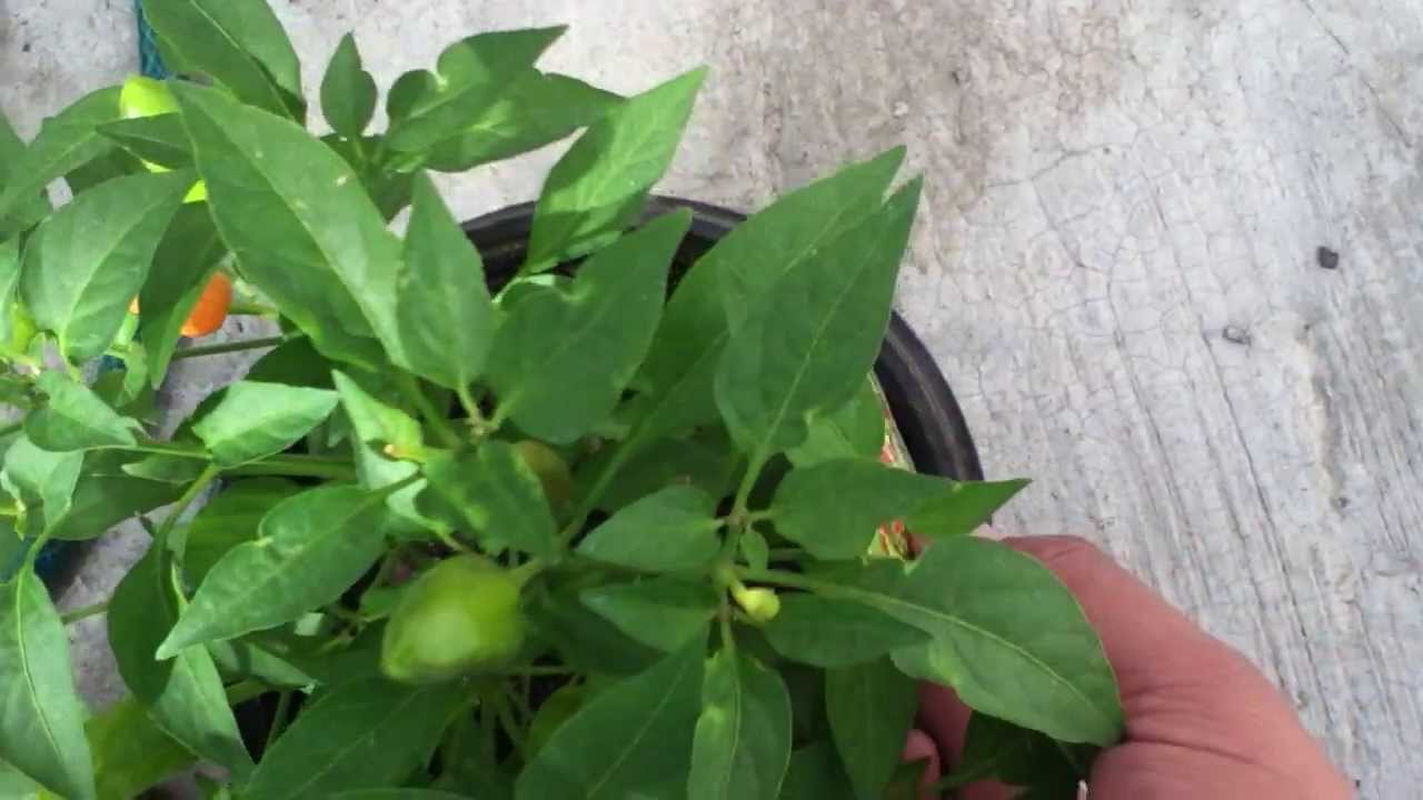 sembrando Chiles ''raros'' en INVIERNO! - YouTube
