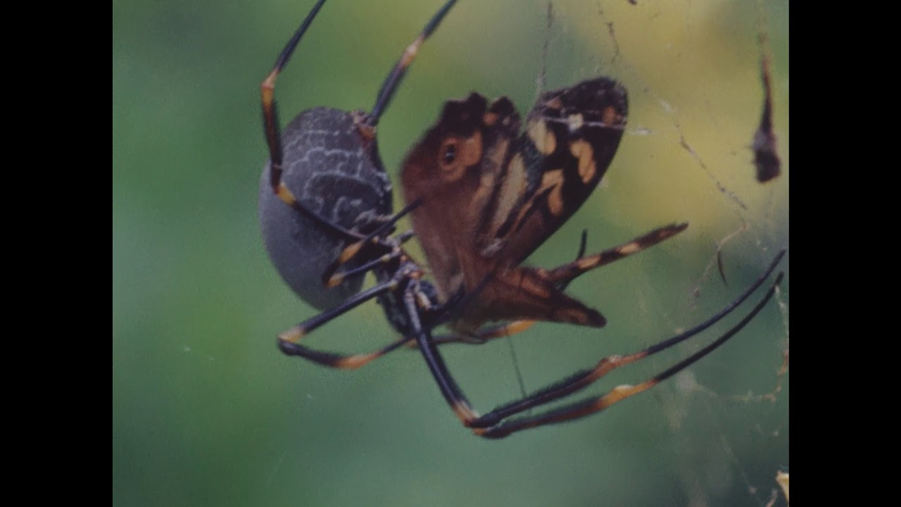SPIDER KILLING BUTTERFLY - YouTube
