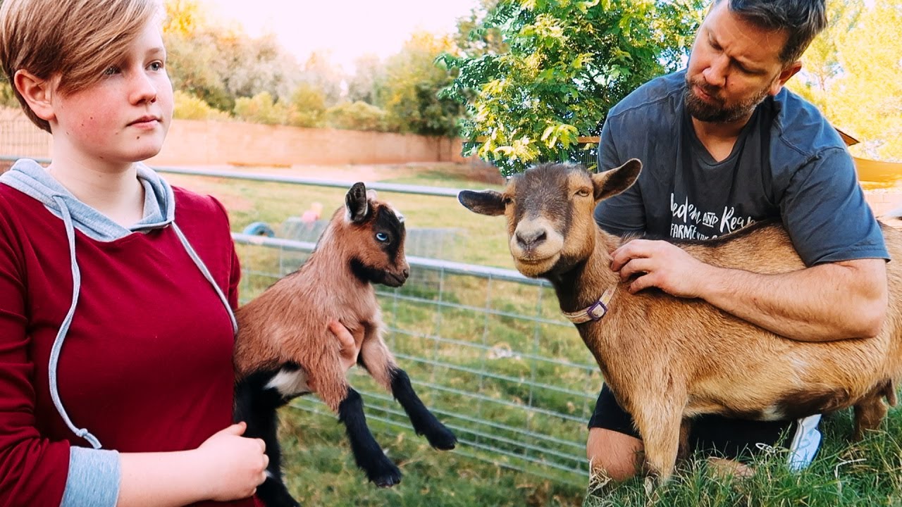 We gotta STOP these DEFORMED LEGS from spreading in our goat herd - YouTube