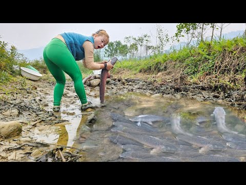 Using a pump to suck water out of the puddle, the girl caught a lot of big fish. - YouTube