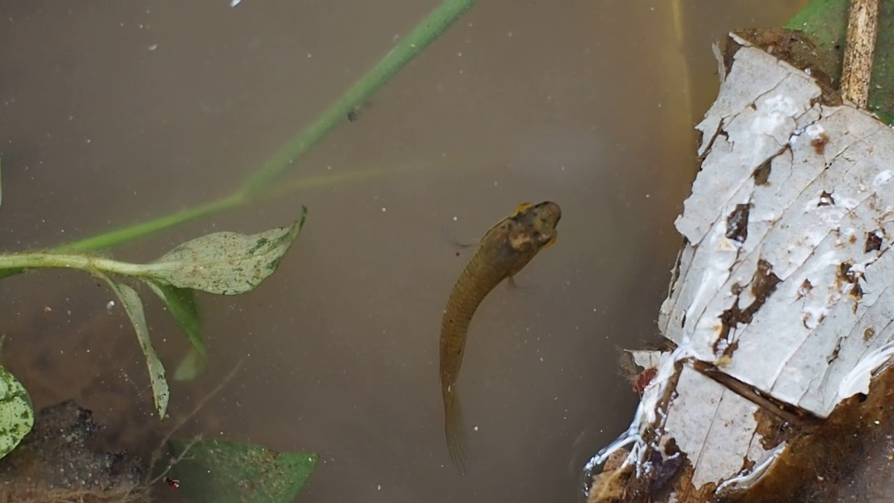 Betta Prima - YouTube