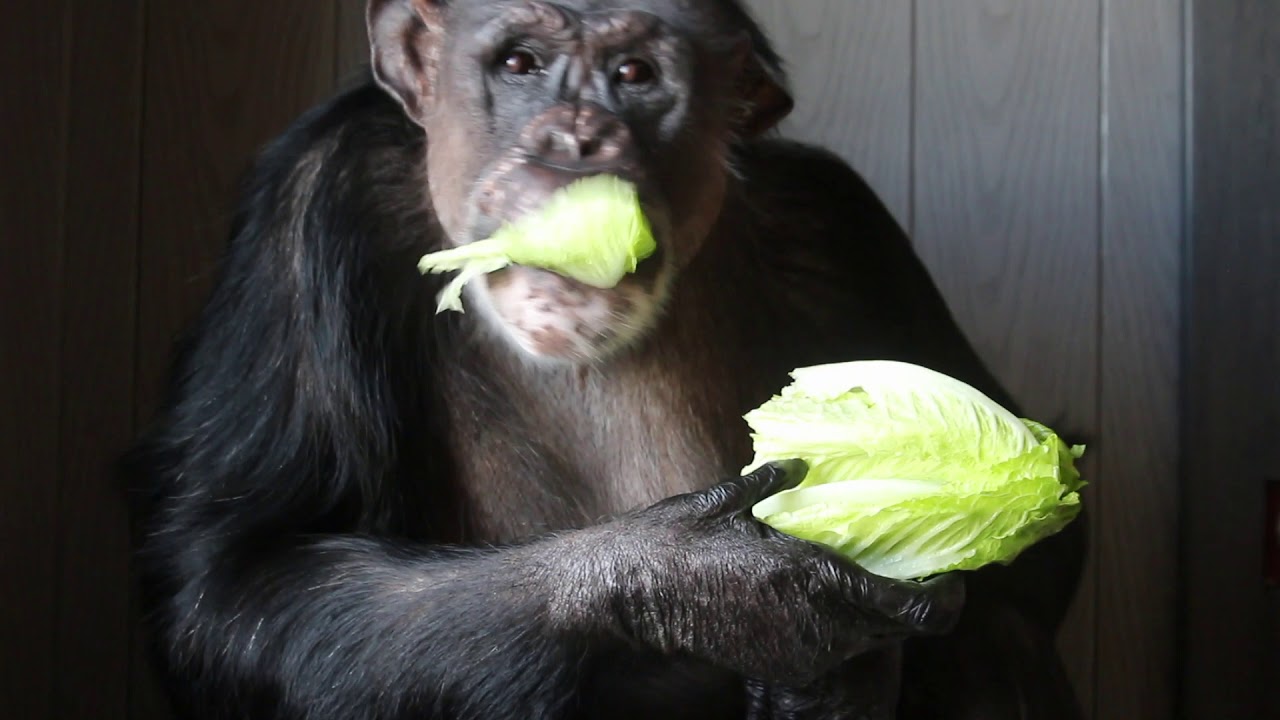 Negra Chimpanzee enjoys a whole head of lettuce - YouTube