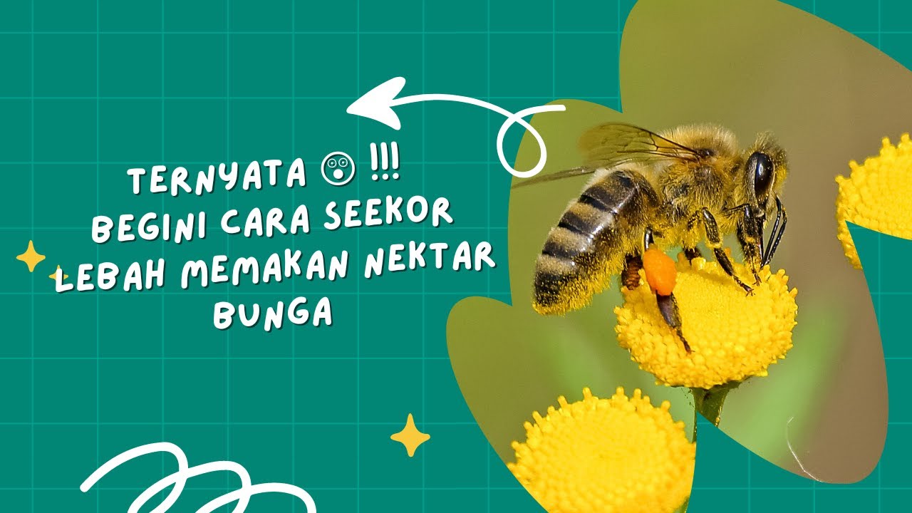 Video Lebah Saat Memakan Nektar Bunga - YouTube
