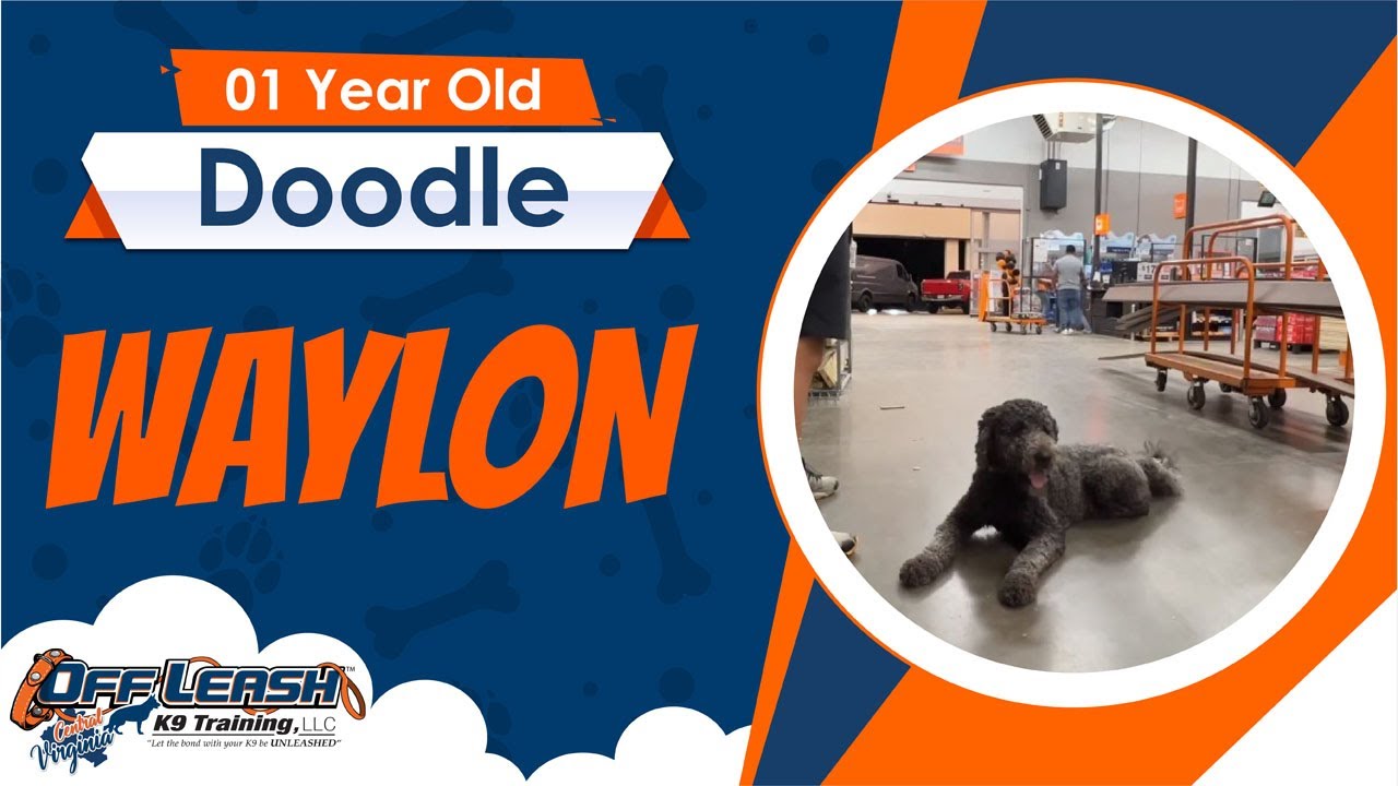 Waylon | 1 Y.O. Doodle | Best Dog Trainers | Virginia | - YouTube
