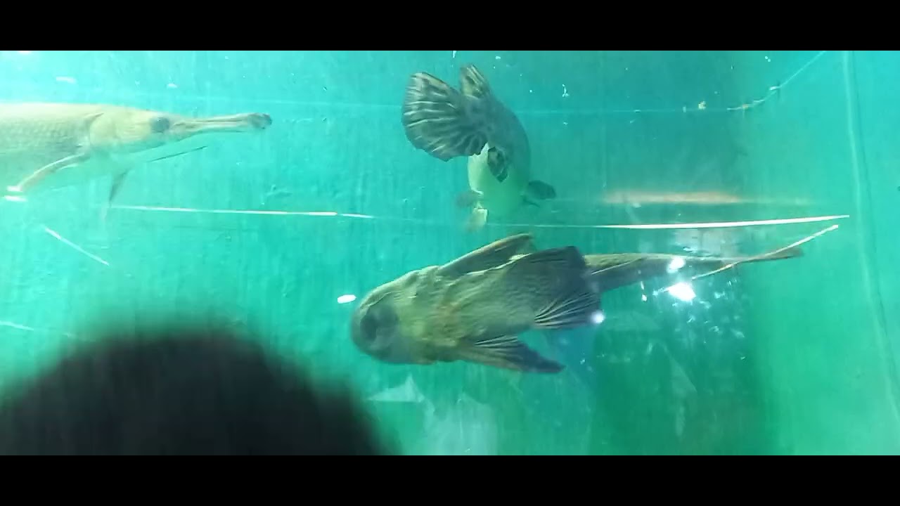 fish exhibition in kurnool - YouTube