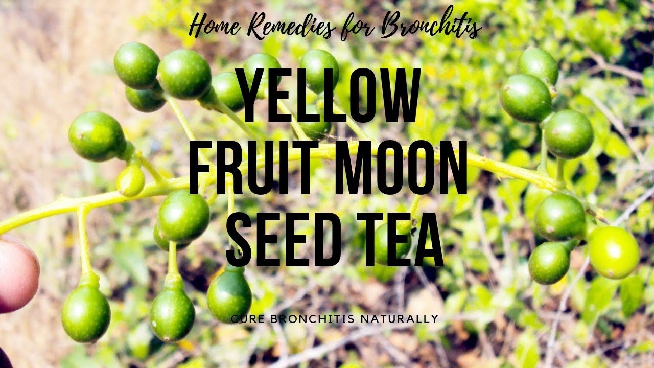 Home Remedies for Bronchitis - Yellow Fruit Moon Seed Tea can cure ...