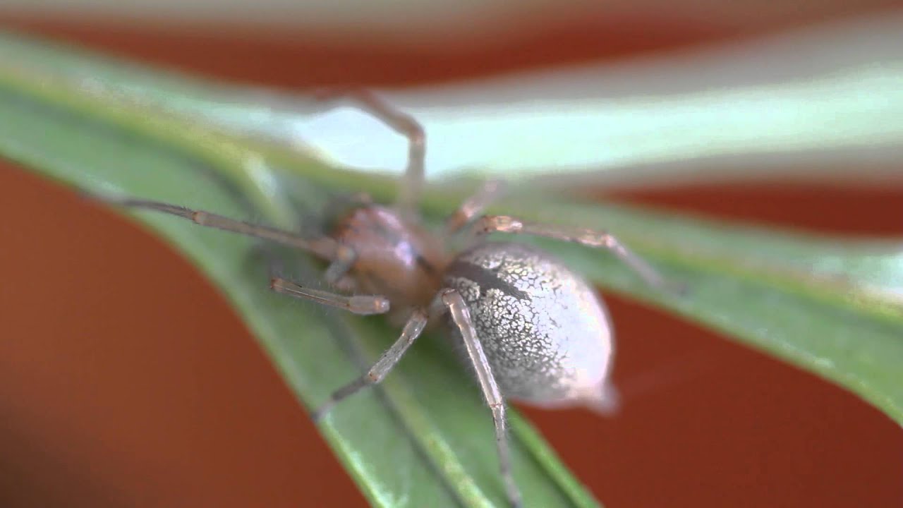 Sac spider breathing - YouTube