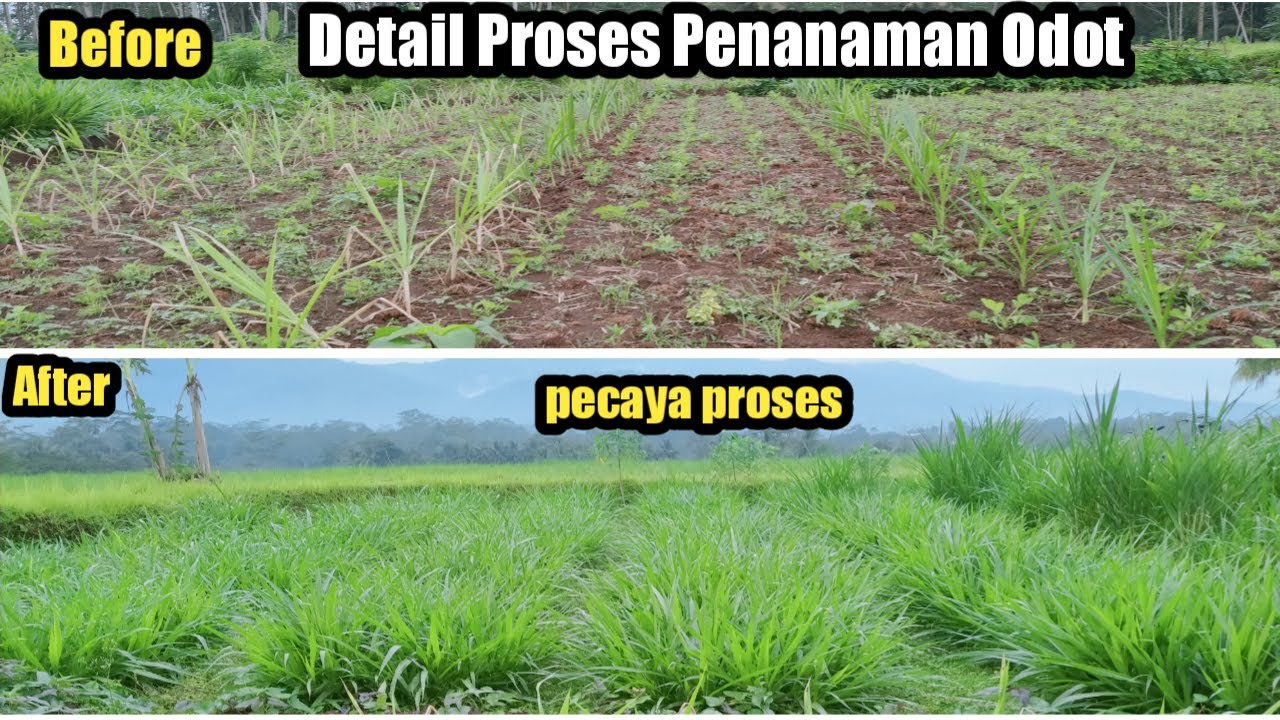 Detail, Cara penanaman rumput odot agar cepat tumbuh @permadifarm3287 ...