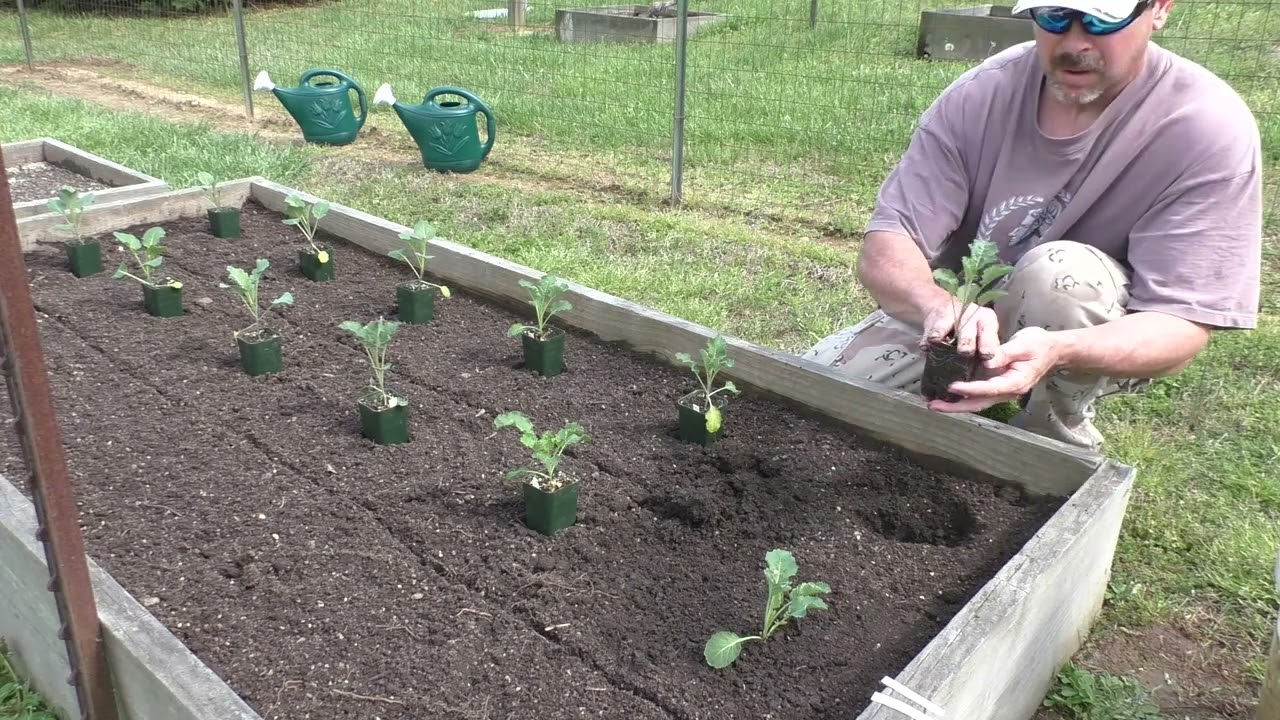 Grow Food at Home Save Money Part 5 How to start a Vegetable Garden ...