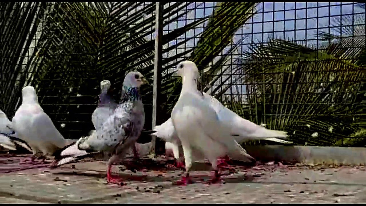 dancig & singing of pigeons(colour full pigeons) - YouTube