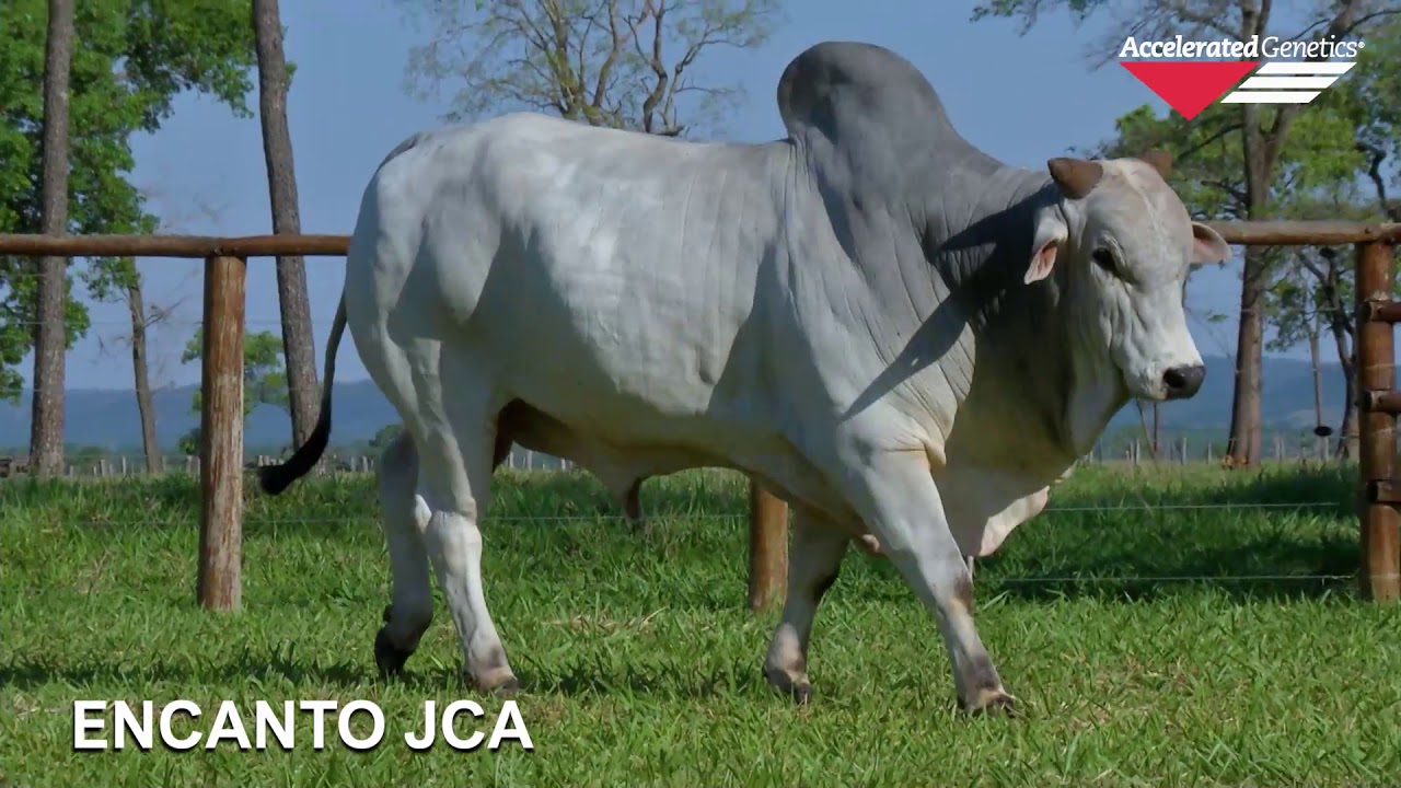 ENCANTO (Nelore Ceip Accelated Genetics) - YouTube