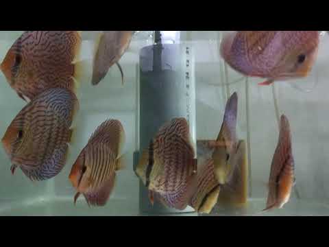 Star Discus - Red Scribble and Red Scribble Snake Skin size 3 inch and ...