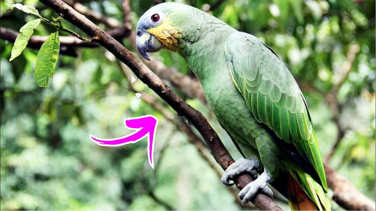 Canto do Papagaio Verdadeiro - Amazona Aestiva - YouTube