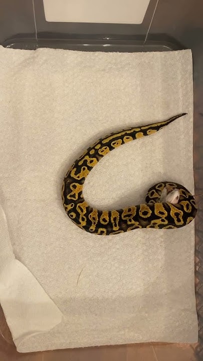 Ball python eating - YouTube