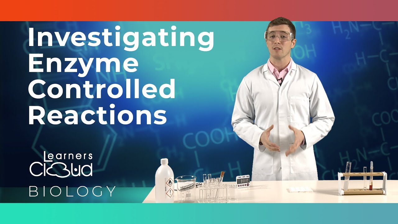 Investigating enzyme controlled reactions - YouTube