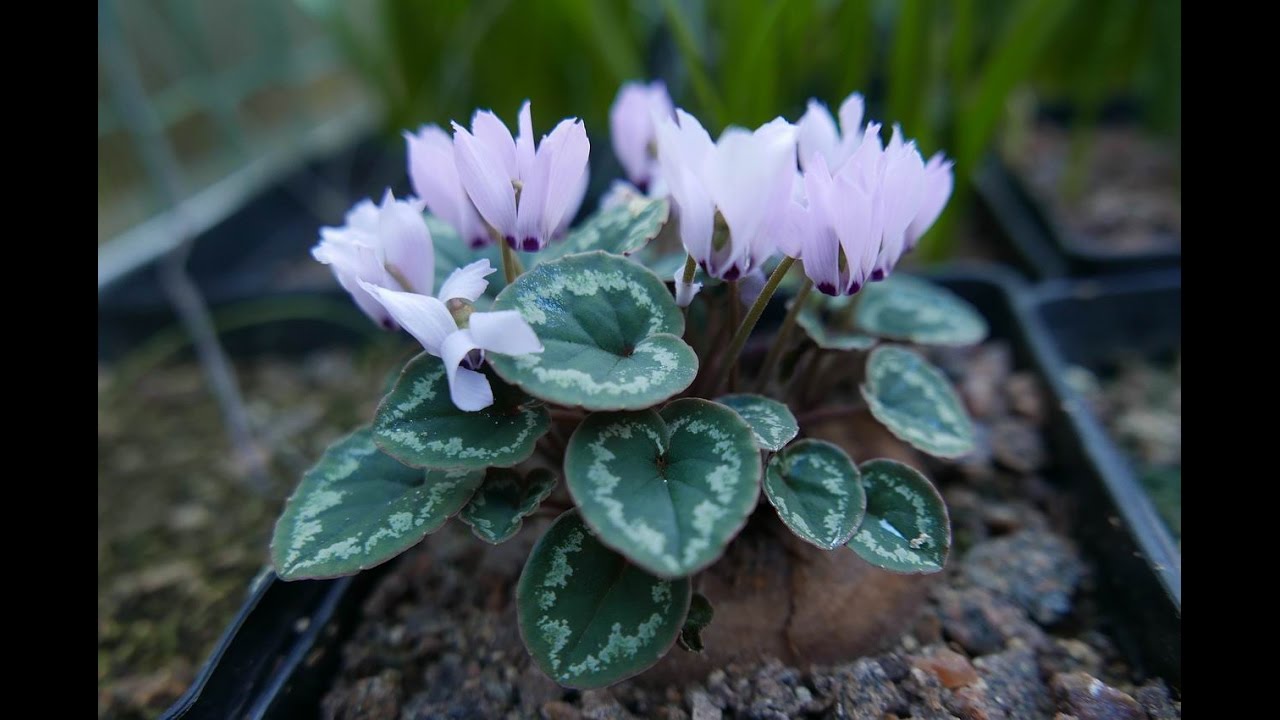 Bulb log video diary supplement Bulb house sand bed - YouTube