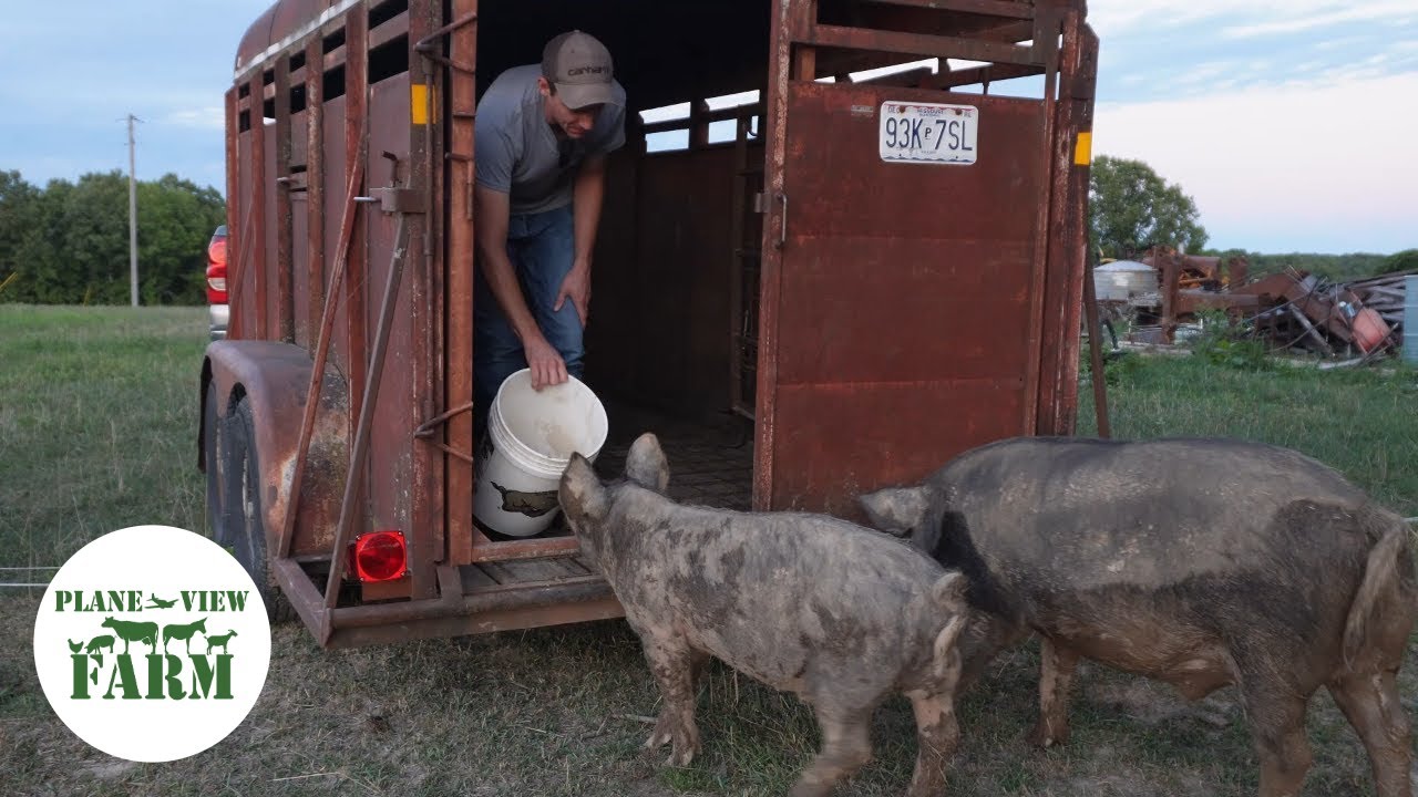 Loading A Pig The Easy Way - Why We Raise Our Own Pork - YouTube