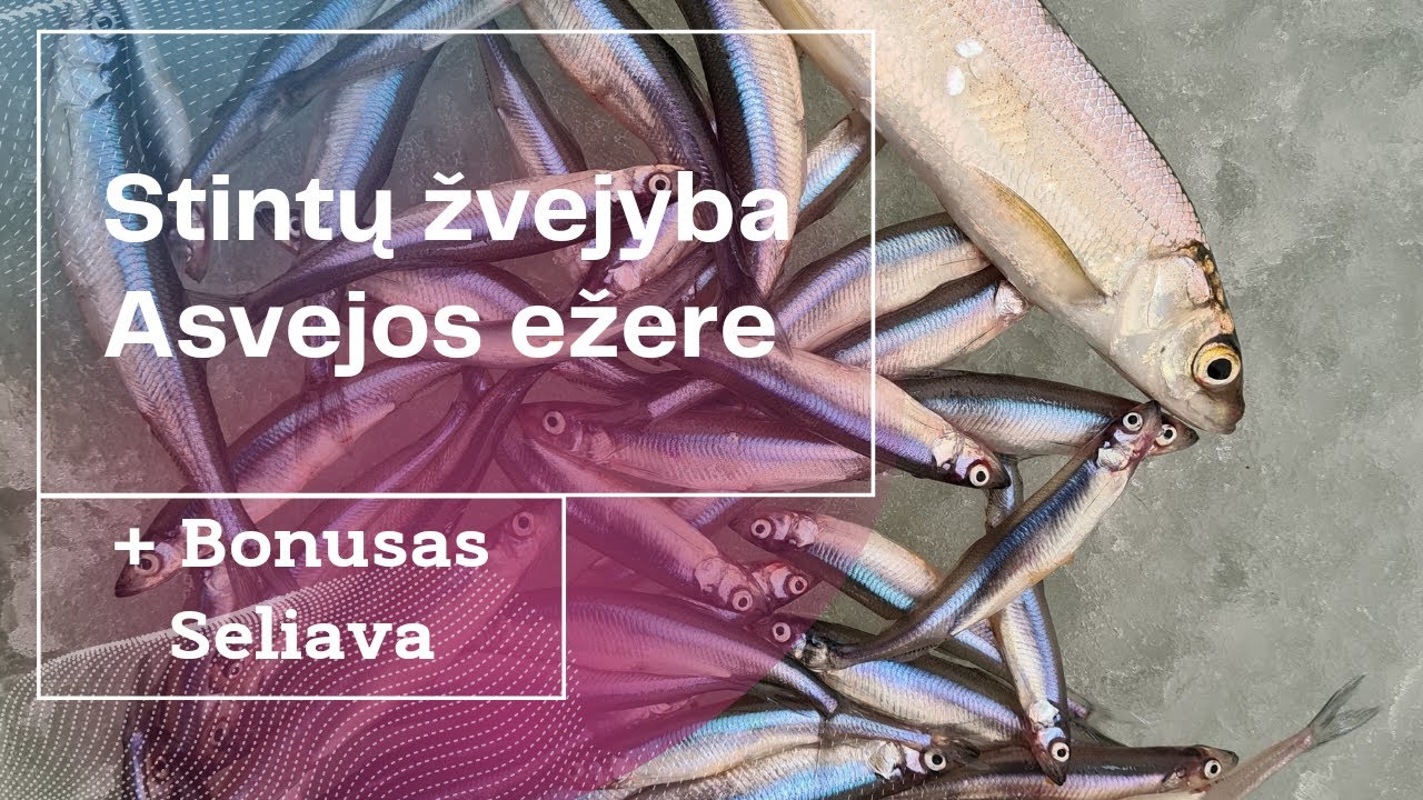 STINTŲ ŽVEJYBA ASVEJOS EŽERE + BONUSAS BOMBINĖ SELIAVA - Ловля корюшки ...