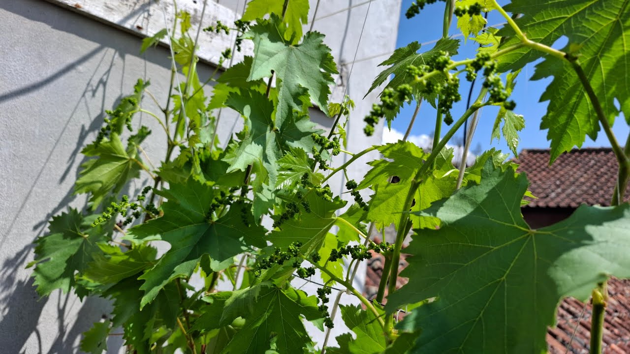 UPDATE BUNGA ANGGUR 1 POHON 43 DOMPOL DI PLANTERBAG #anggur #garden # ...