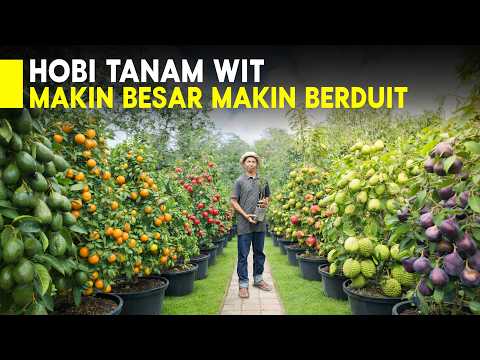 Usaha Tabulampot, Pohon Masih Pendek Sudah Berbuah Lebat