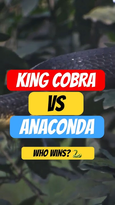 Snake SHOWDOWN: King Cobra v Anaconda! #facts #nature #wildlife # ...