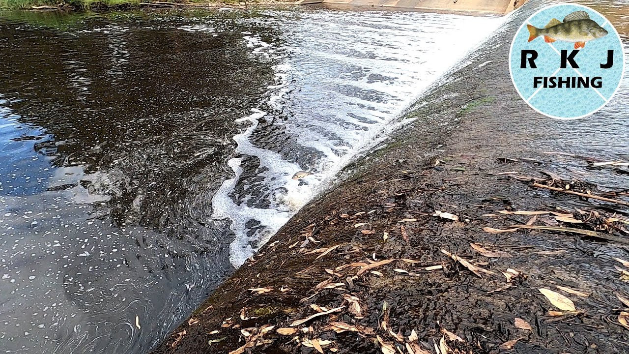 Lots of fish jumping up a waterfall in slow motion - YouTube